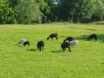 Conquest Ouessant Sheep – Small sheep, big personalities