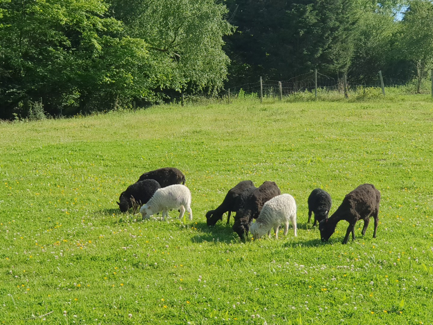 Conquest Ouessant Sheep – Small sheep, big personalities