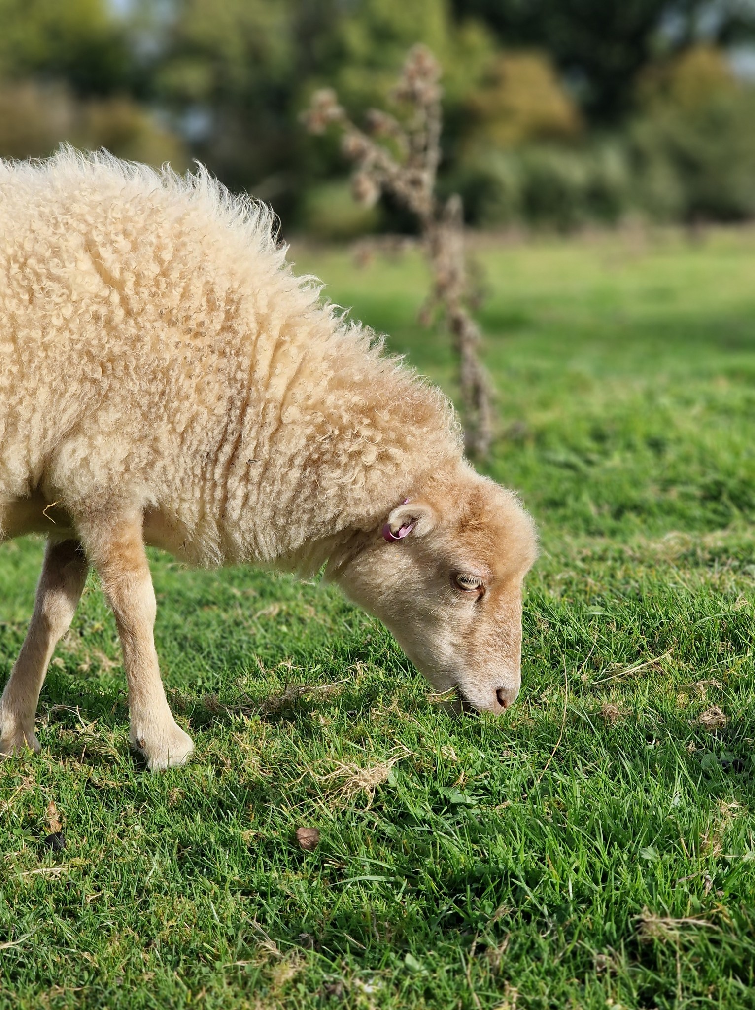 Conquest Ouessant Sheep – Small sheep, big personalities